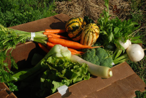 Your Guide to Soil Born Farms, an Urban Farm Near Sacramento