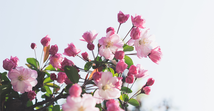 19 Things to Do in Sacramento in the Spring