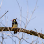 traylor ranch bird sanctuary - Sacramento Real Estate