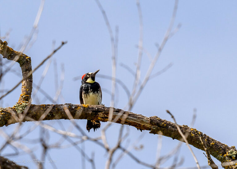 How to Spend a Day in Loomis, CA