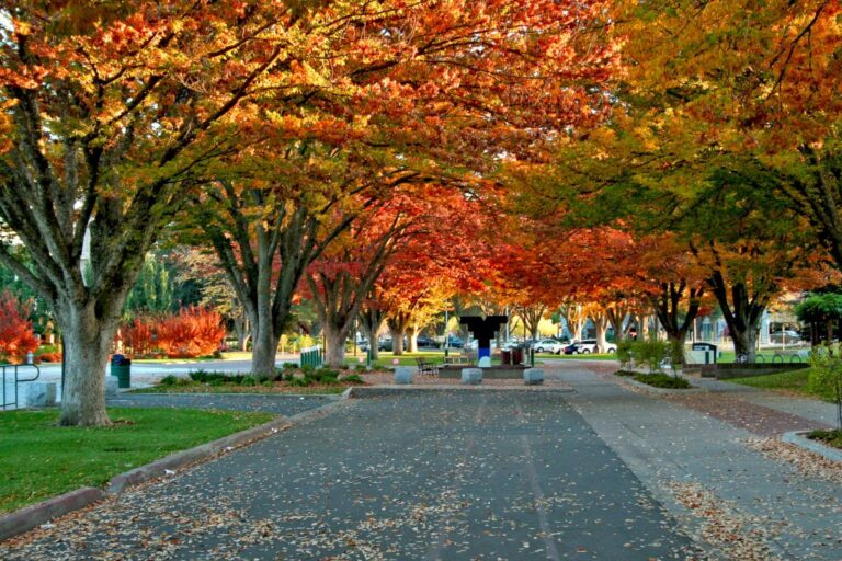 Guide to Spotting Fall Color in the Sacramento Area
